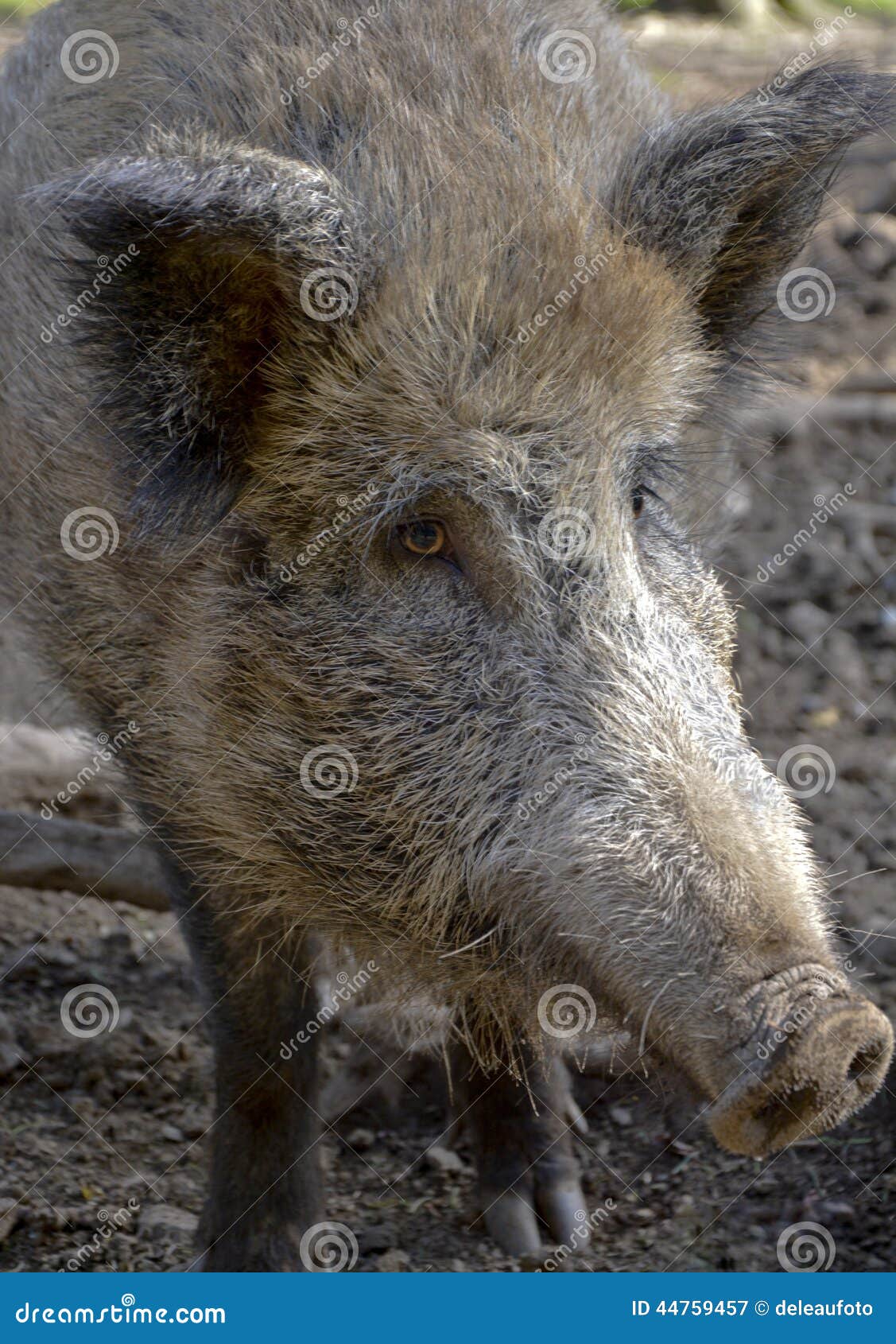 Wild boar stock image. Image of wood, dirt, grey, wild - 44759457