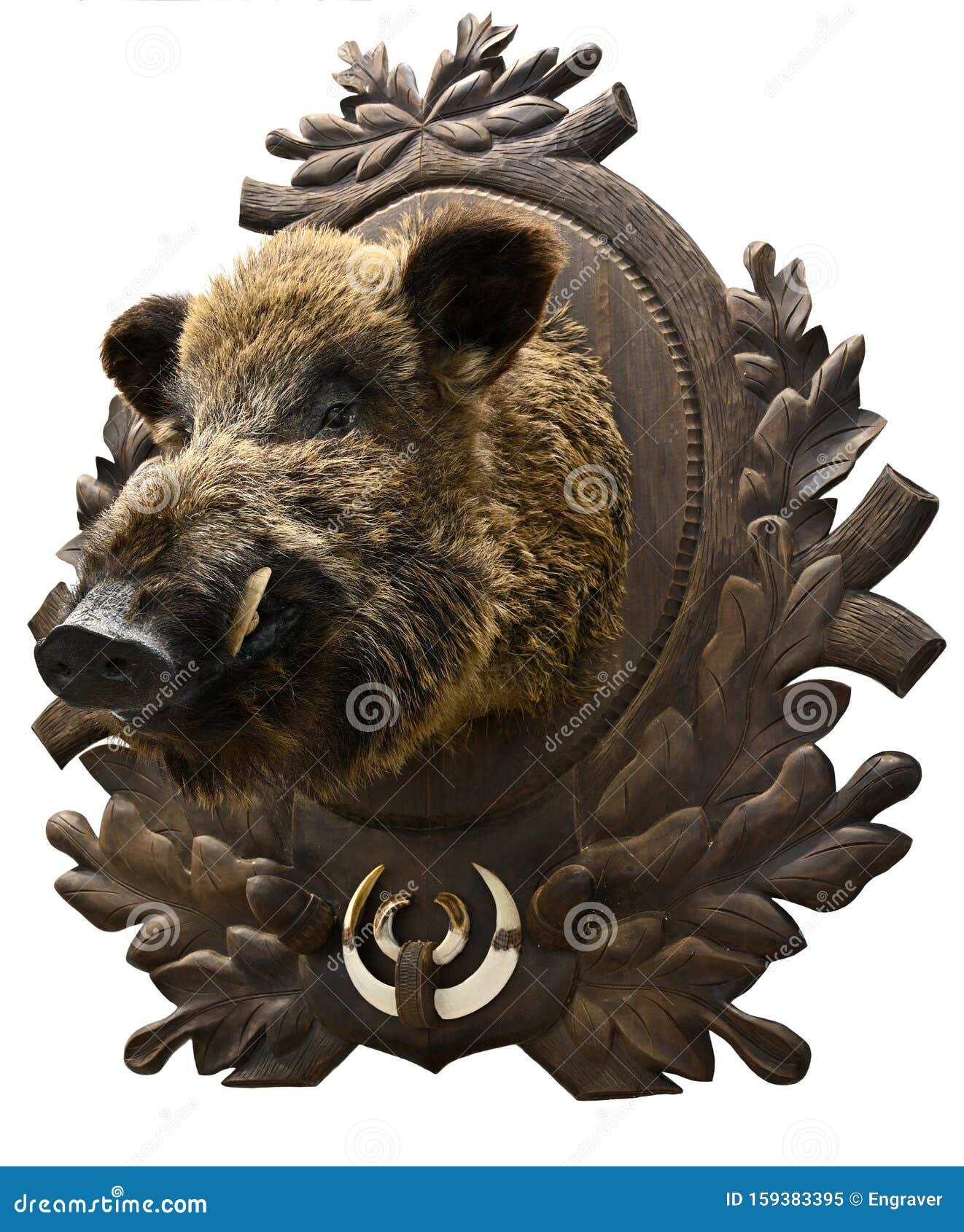 Wild boar head trophy stock image. Image of dead, isolated - 159383395