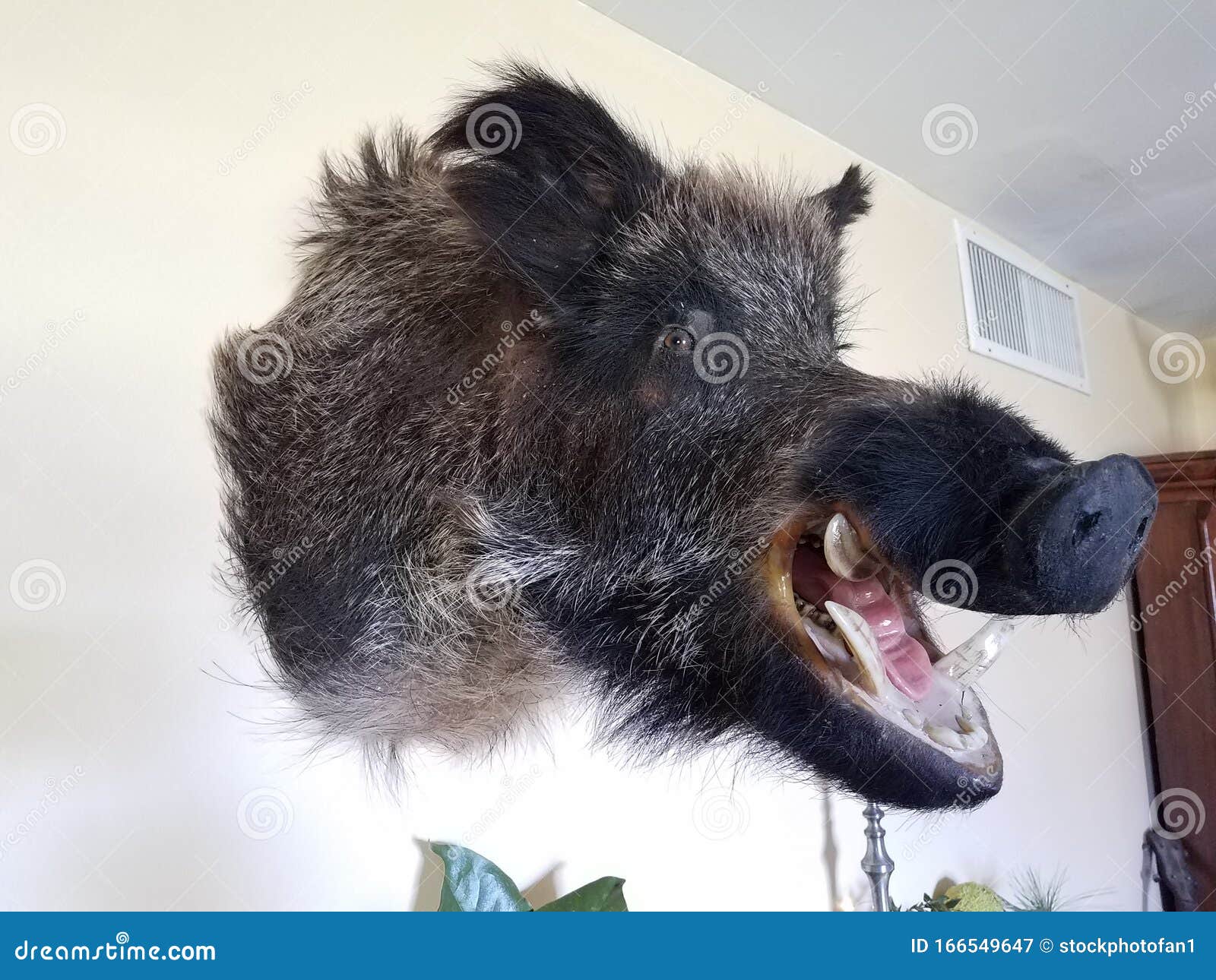 Wild Boar Head on Wall with Fur and Tusks Stock Image - Image of ...