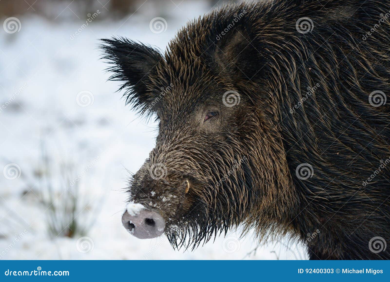 Wild Boar Head in the Winter Stock Image - Image of look, animal: 92400303