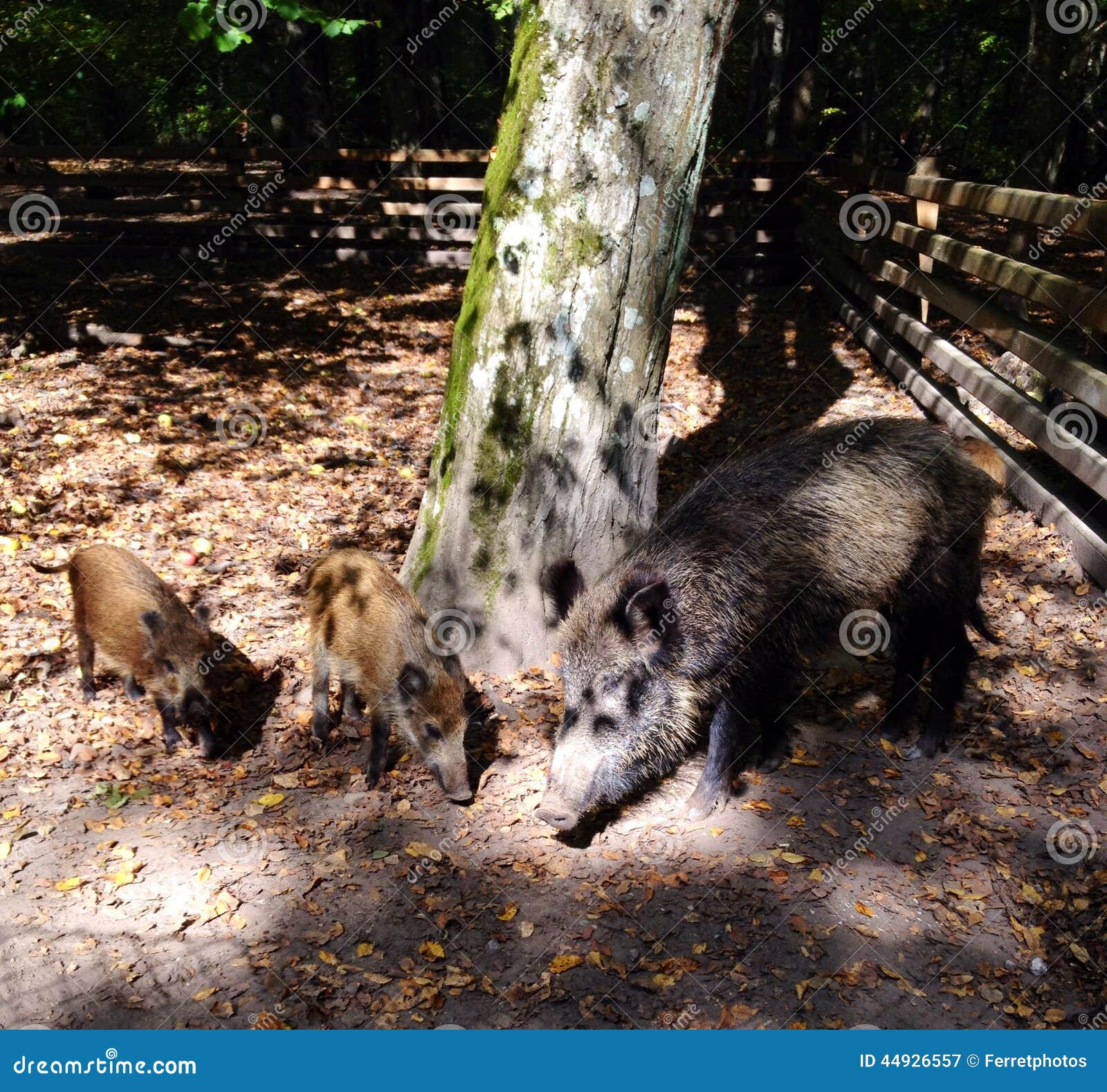 Wild boar stock image. Image of europe, piglets, boar - 44926557