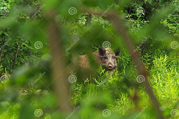 Wild boar hide in bushes stock photo. Image of wild - 152518756