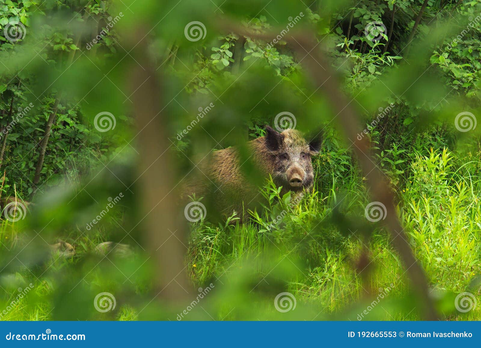 Wild boar hide in bushes stock image. Image of pork - 192665553