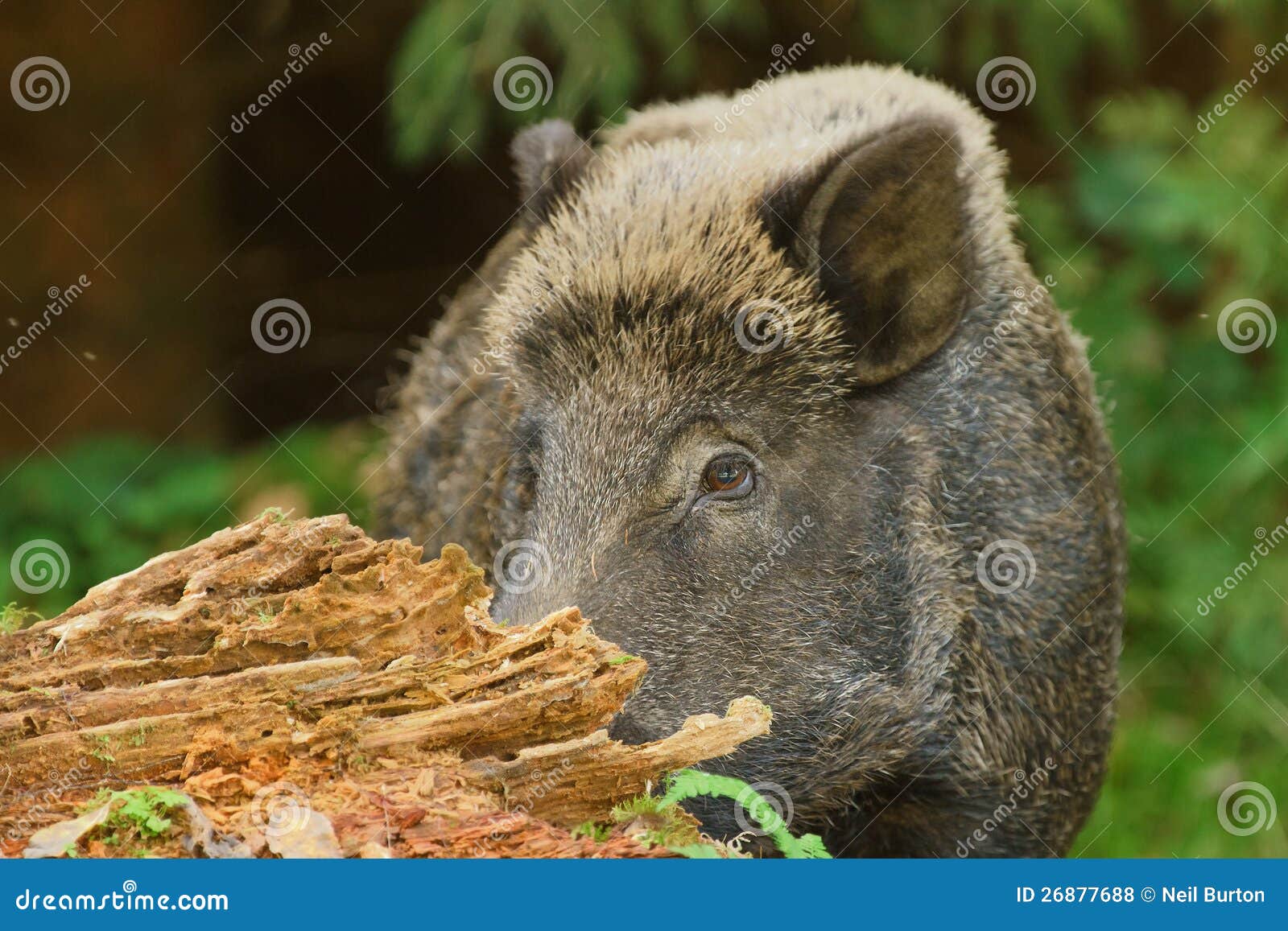 Wild boar hiding stock photo. Image of rotten, spring - 26877688