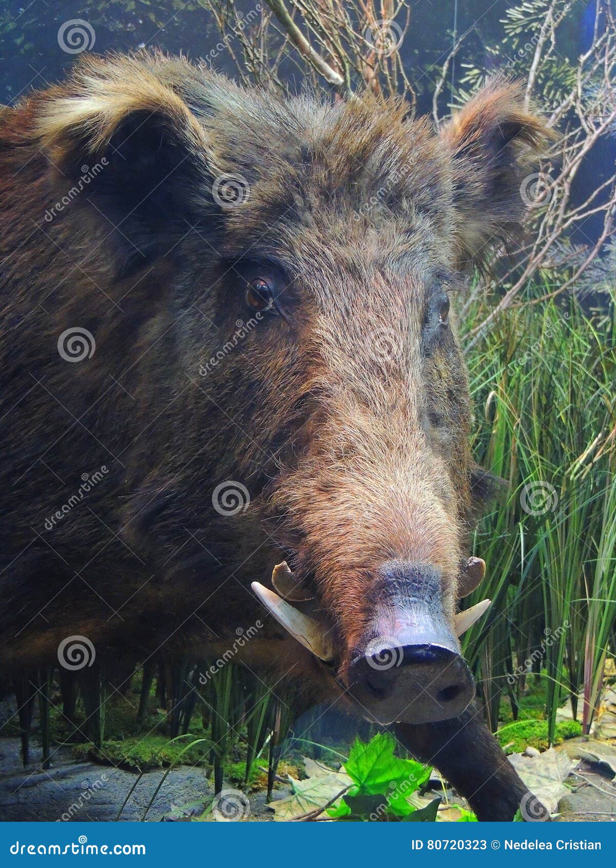 Wild boar stock image. Image of wild, taxidermy, animal - 80720323