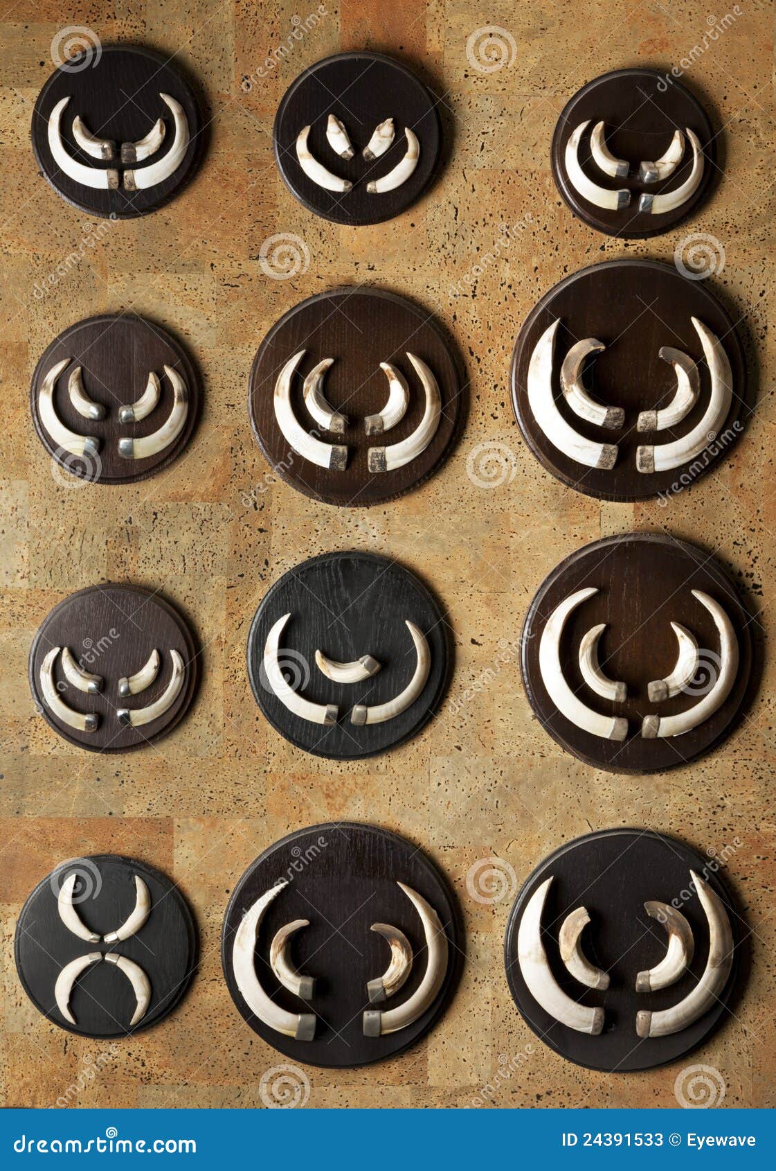 Wild Boar Hog Teeth Trophies on the Wall Stock Image - Image of fang ...