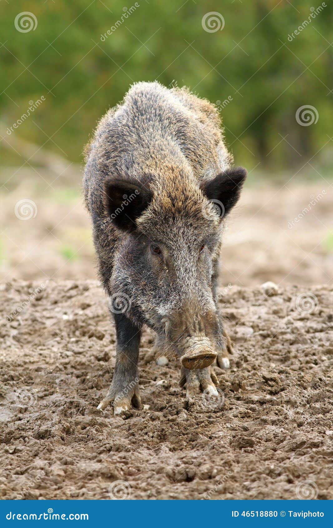 Wild Boar at a Hunting Farm Stock Photo - Image of bristle, game: 46518880