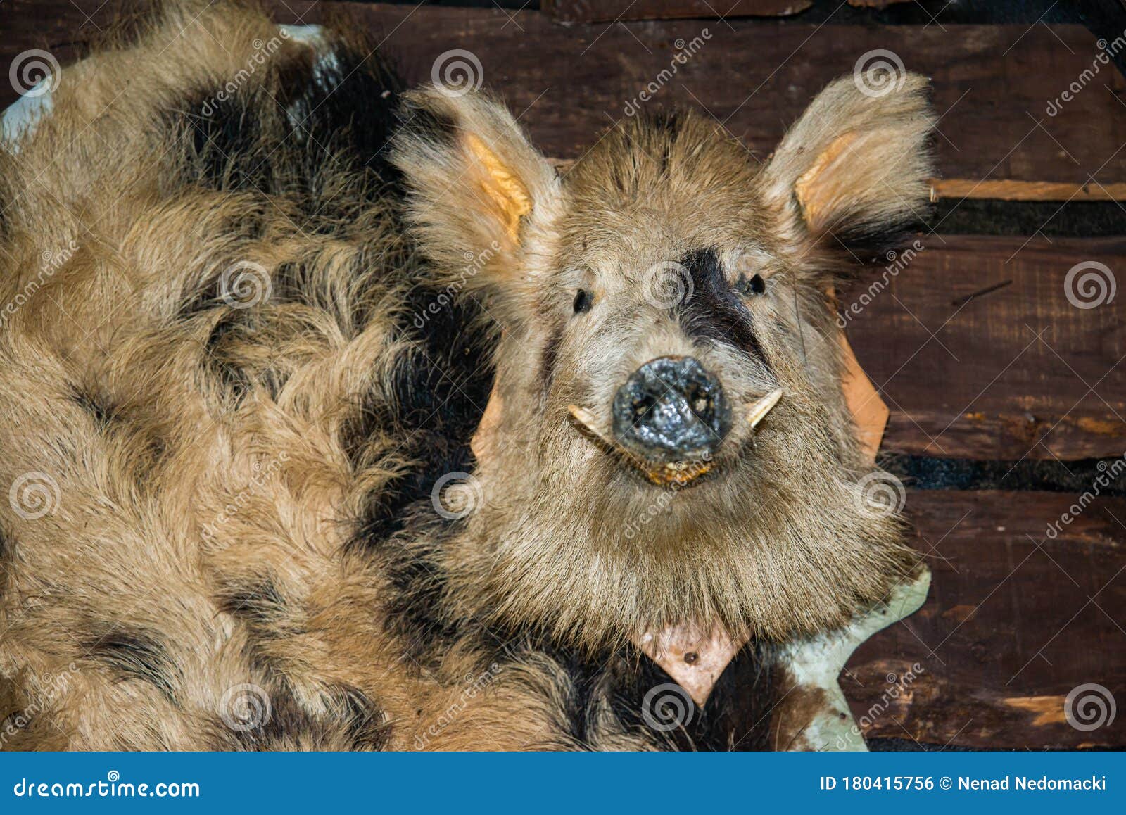 Wild Boar Hunting Trophy on Wall Stock Photo - Image of close, killing ...