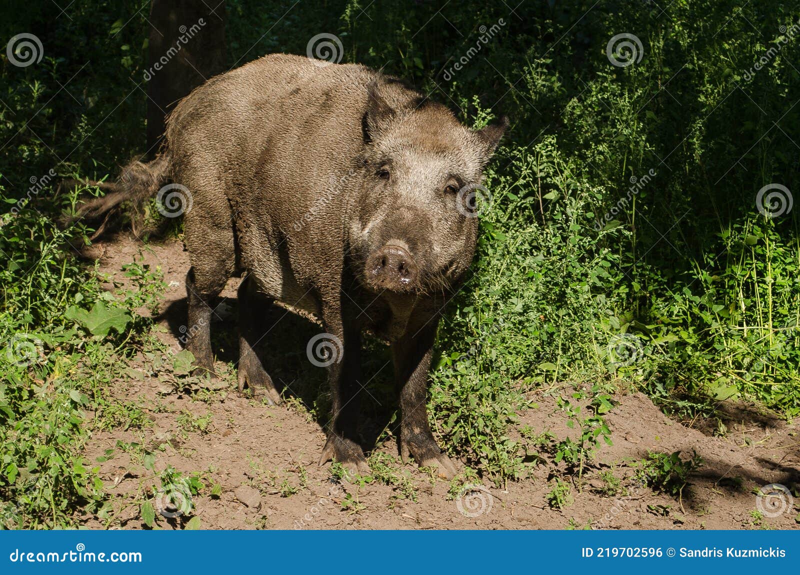 Wild boar inside a fence stock photo. Image of muzzle - 219702596