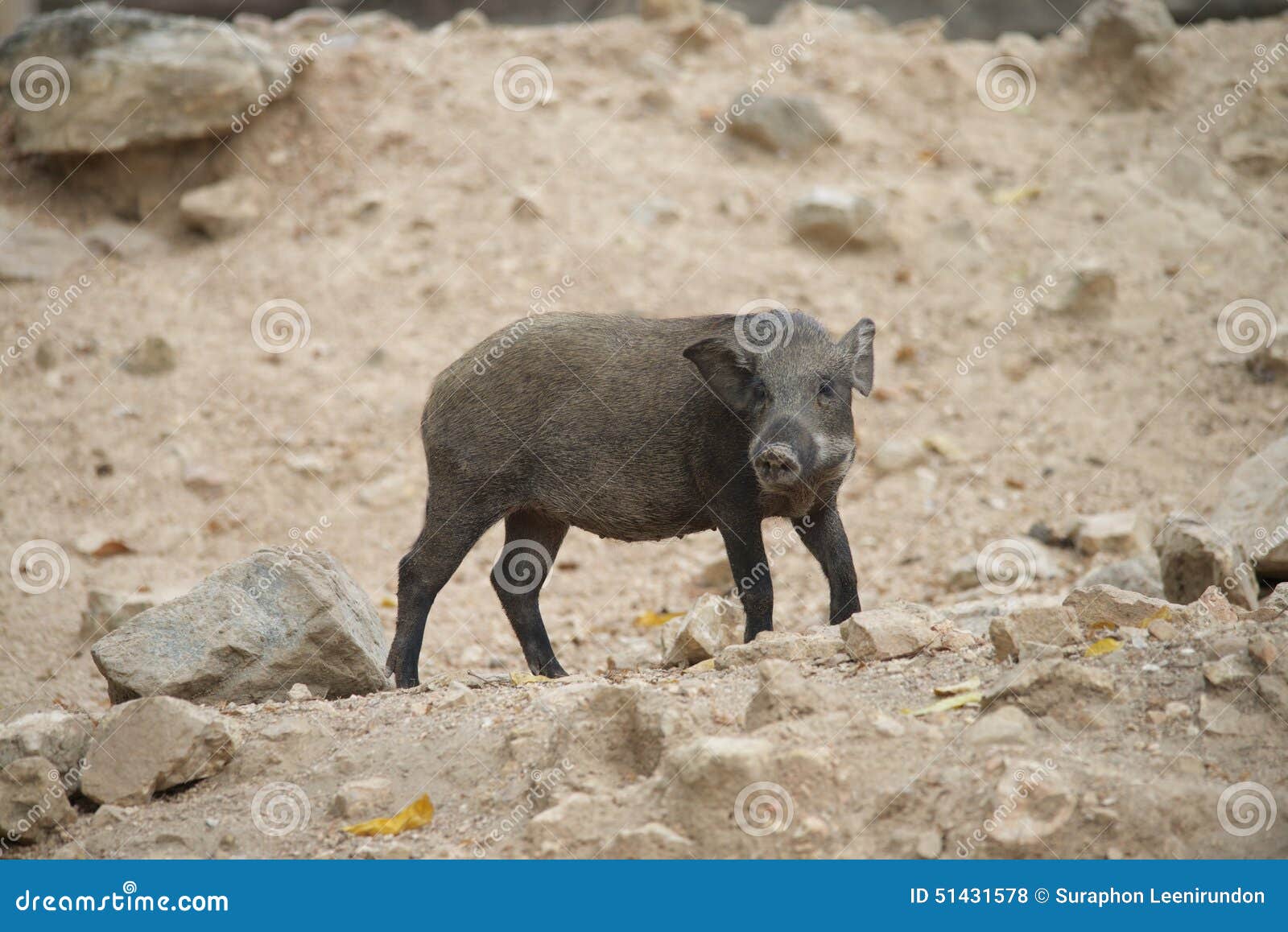 Wild Boar stock photo. Image of wild, walking, young - 51431578