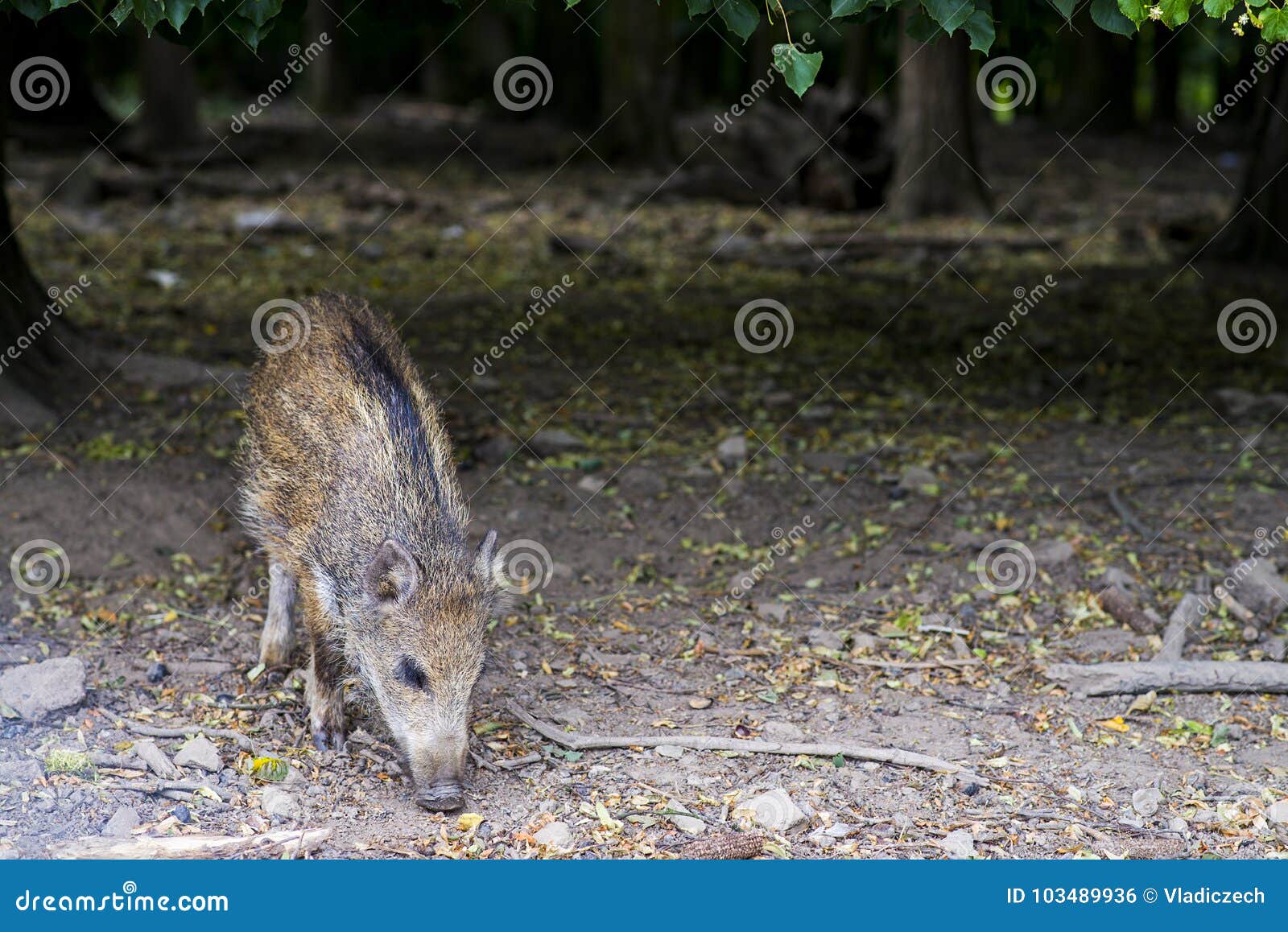 Wild Boar Little Pig, Squeaker in Forest Under Trees Stock Photo ...