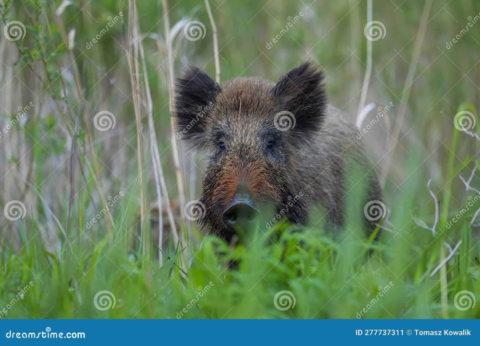 Wild Boar Located in the Field Stock Image - Image of face, europa ...