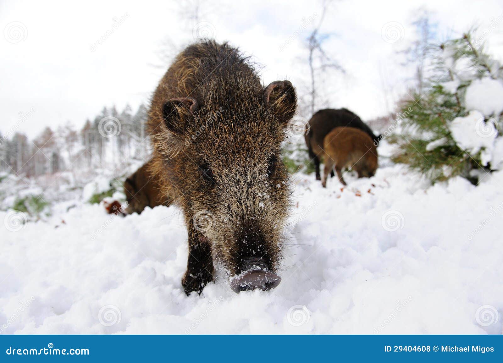 Wild boar is looking stock photo. Image of curious, wild - 29404608