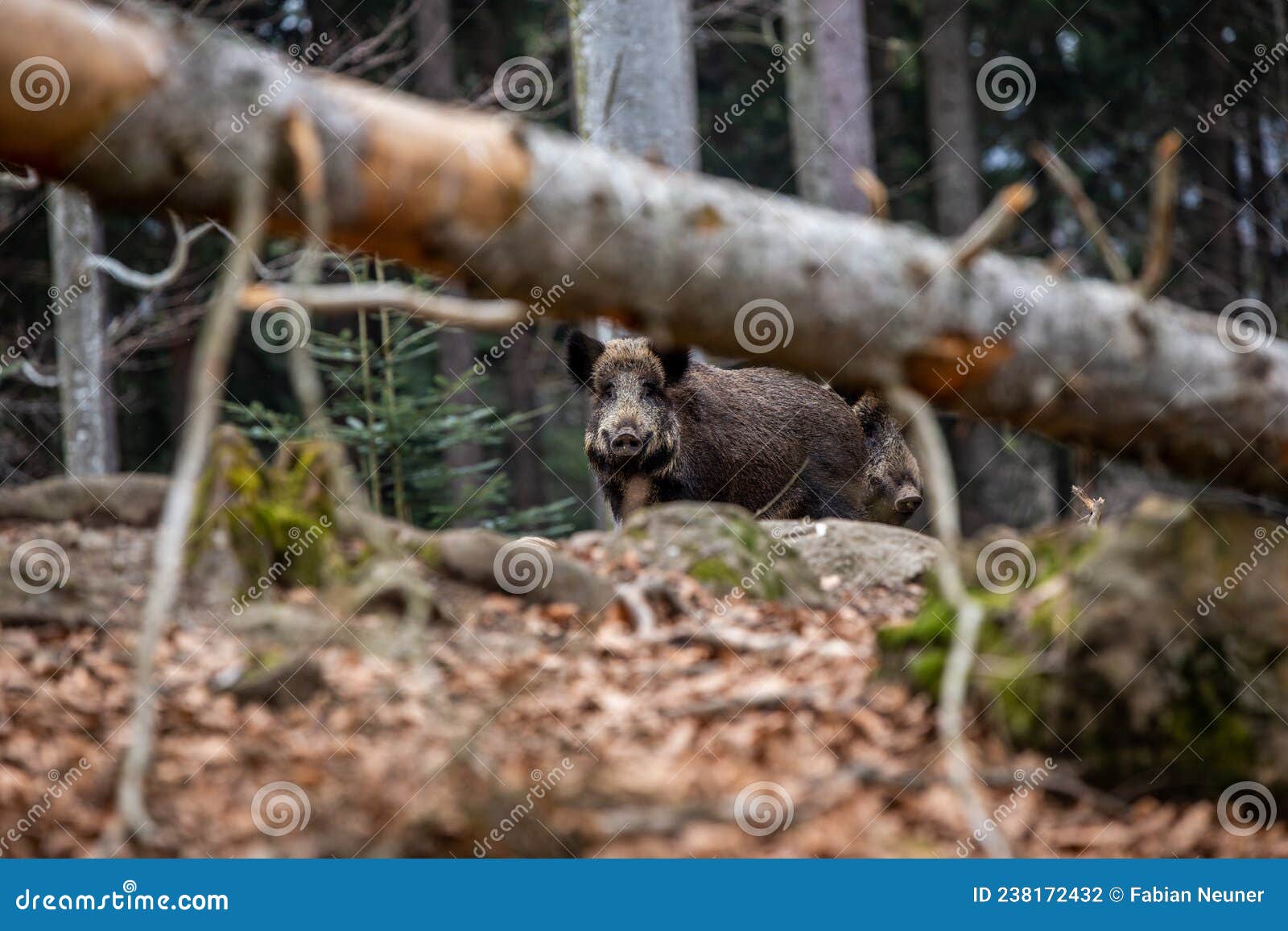 Wild Boar Looking into Camera Under Tree Trunk Stock Photo - Image of ...