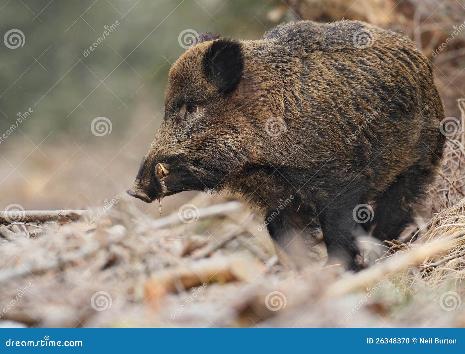 Wild boar male, Bavaria stock photo. Image of cold, male - 26348370