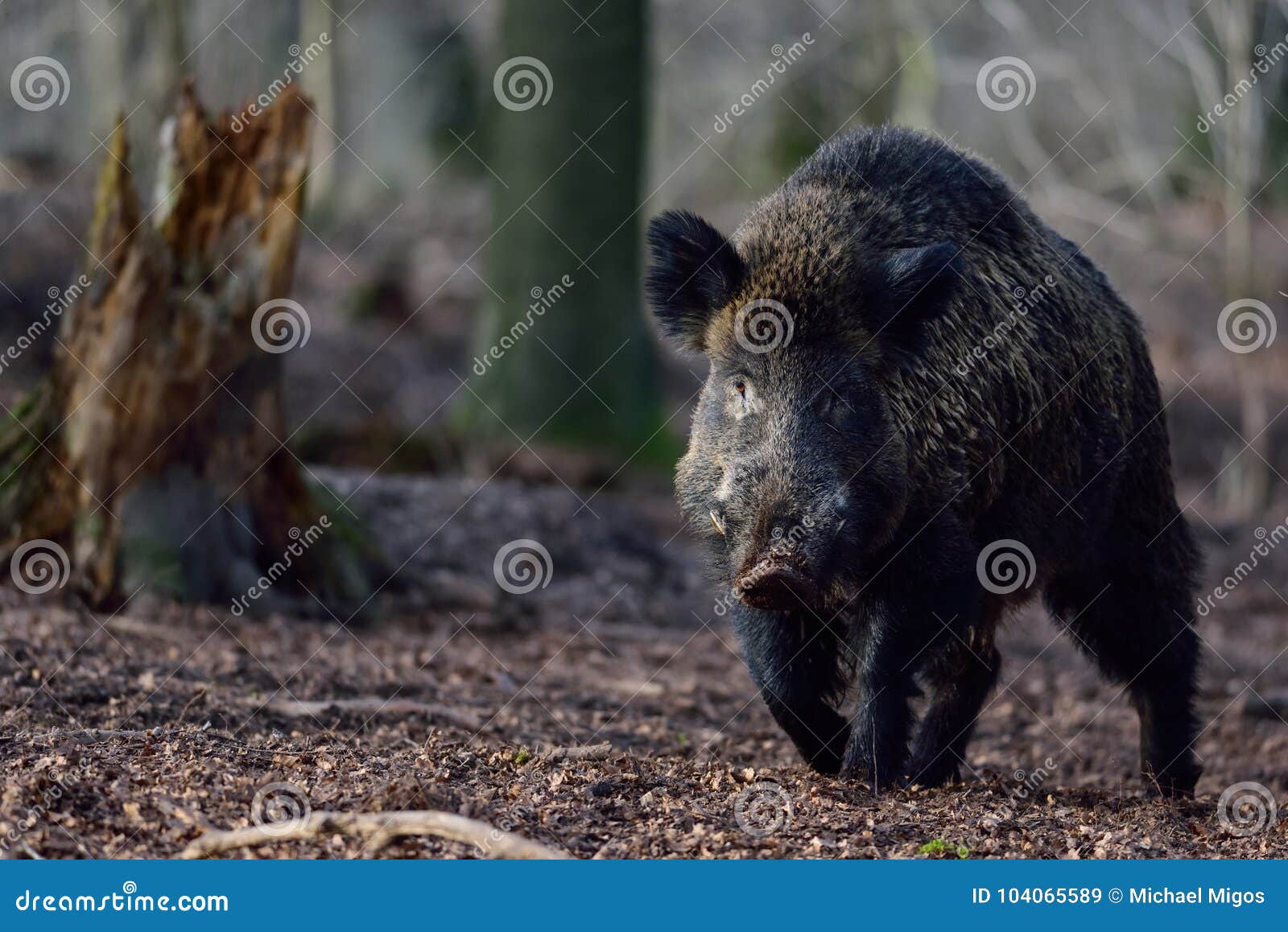 Wild Boar Male in the Forest Stock Image - Image of powerful, head ...