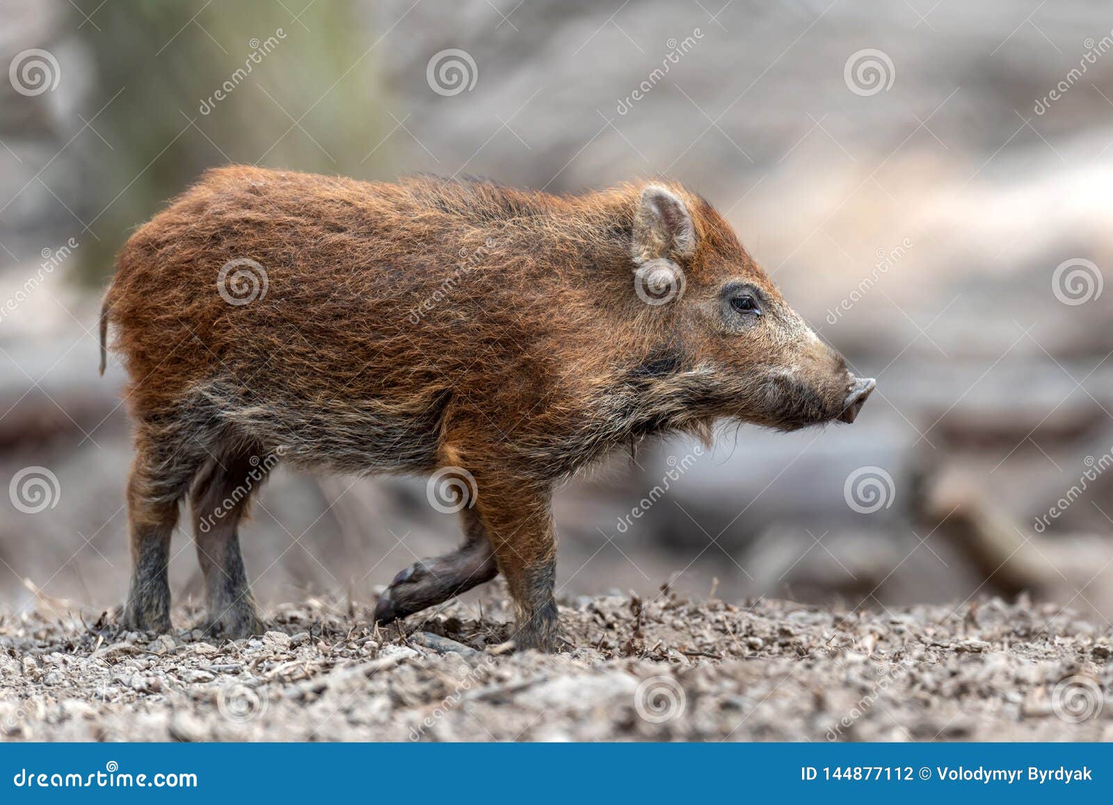 Wild boar in forest stock photo. Image of head, family - 144877112