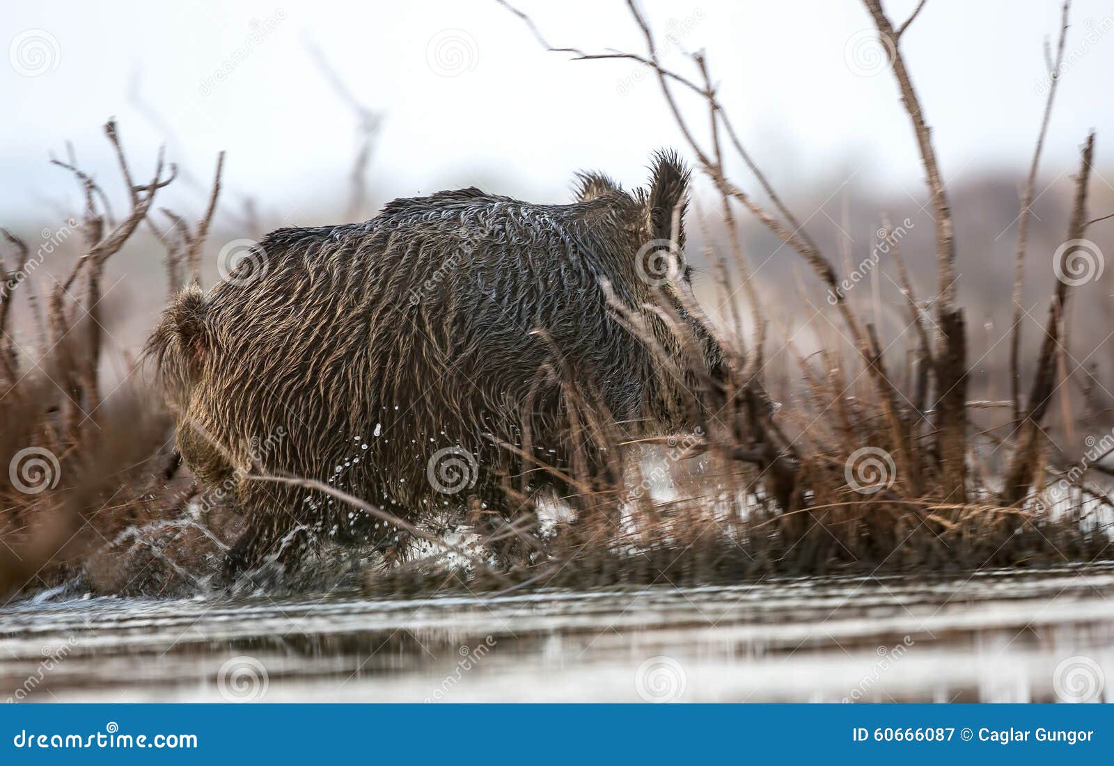 Wild Boar in Marsh stock image. Image of wild, away, swine - 60666087