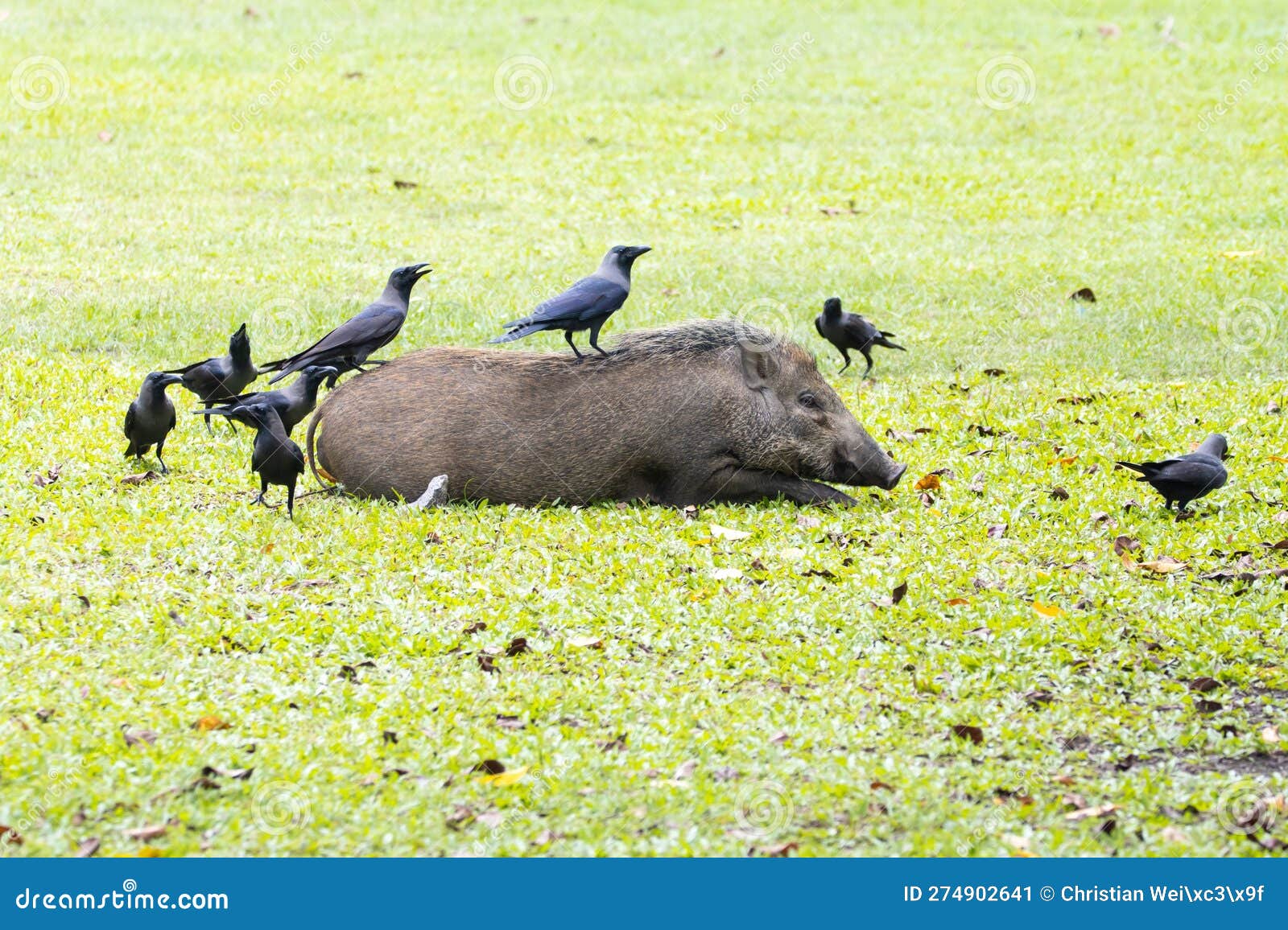 Wild Boar on a Meadow with House Crows, Corvus Splendens Stock Image ...