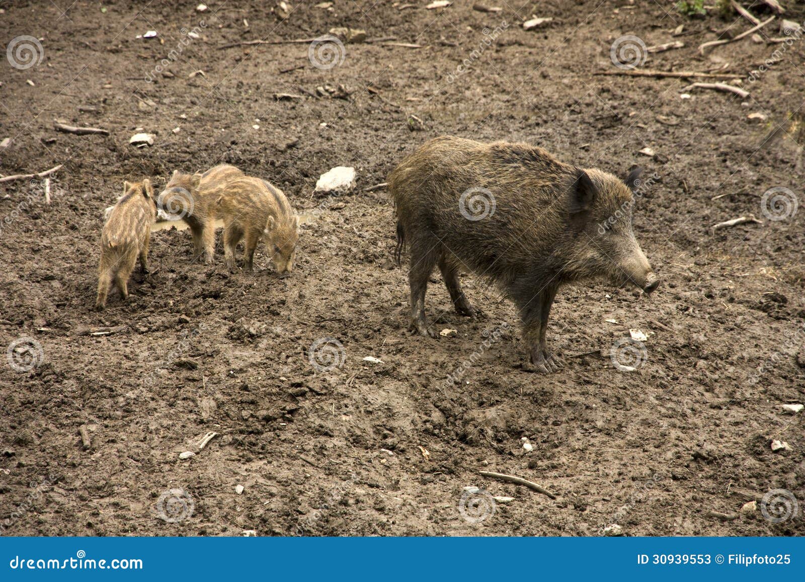 Wild boar stock image. Image of mammal, wildlife, outdoor - 30939553
