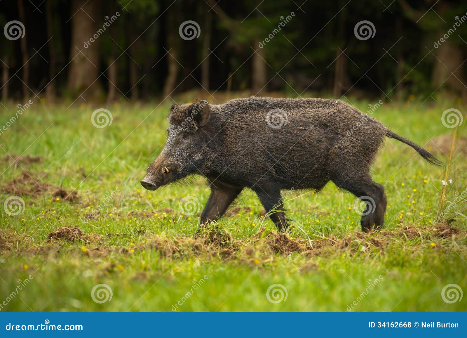 Wild boar on the move stock photo. Image of dangerous - 34162668