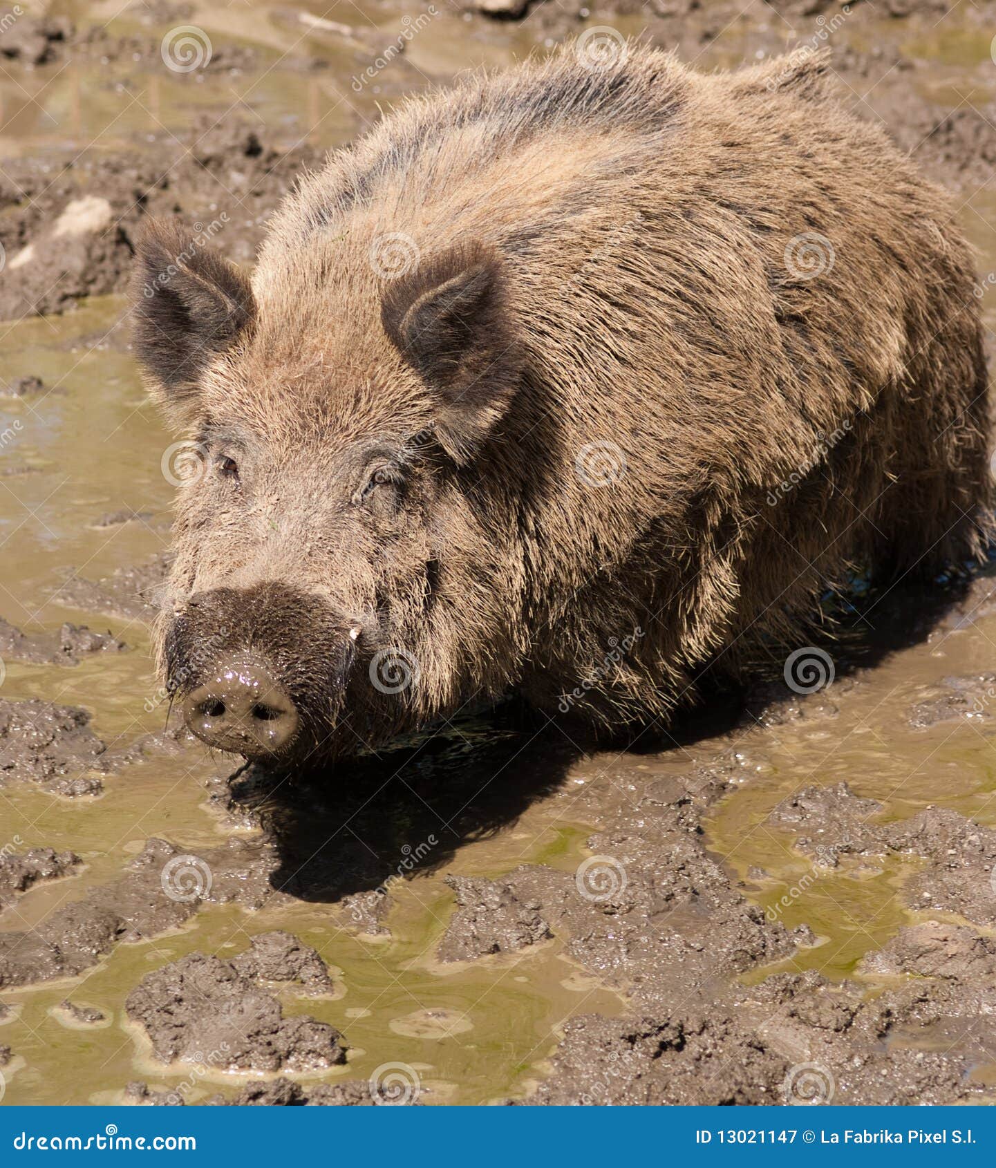 Wild boar in the mud stock image. Image of mammal, wild - 13021147