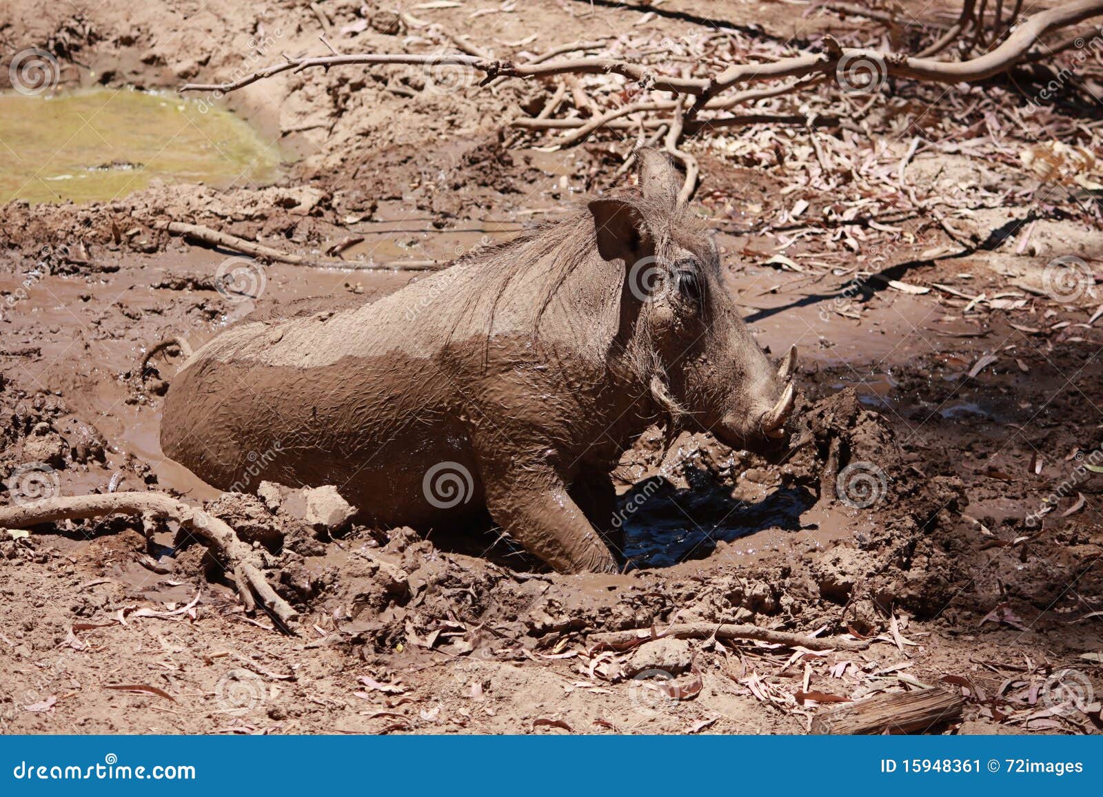 Wild Boar in Mud stock image. Image of animal, brown - 15948361