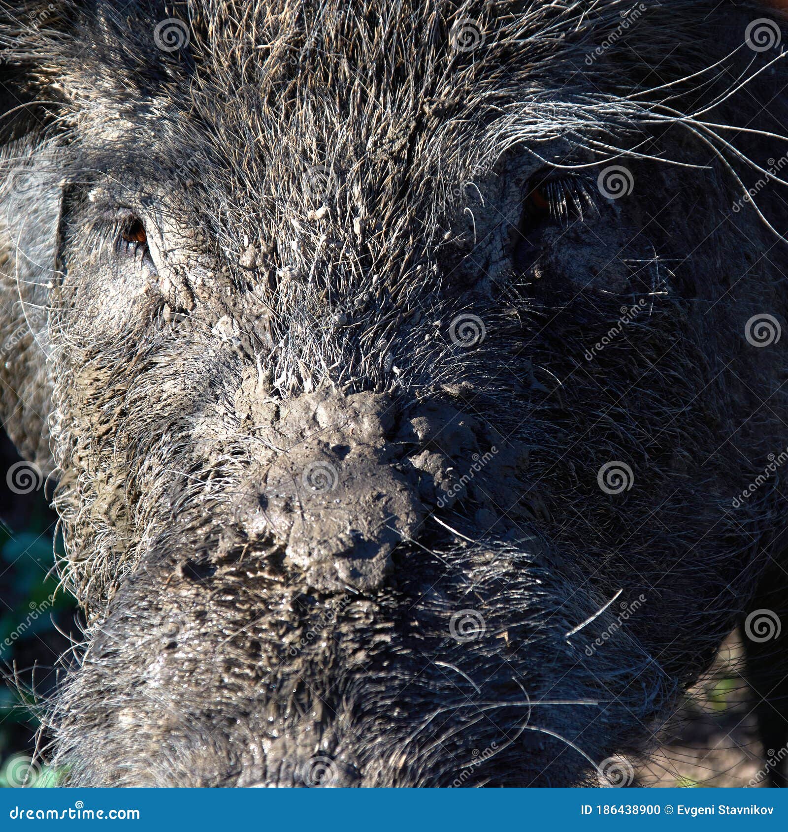 Wild Boar in the Mud Close Up Stock Photo - Image of soil, wildlife ...