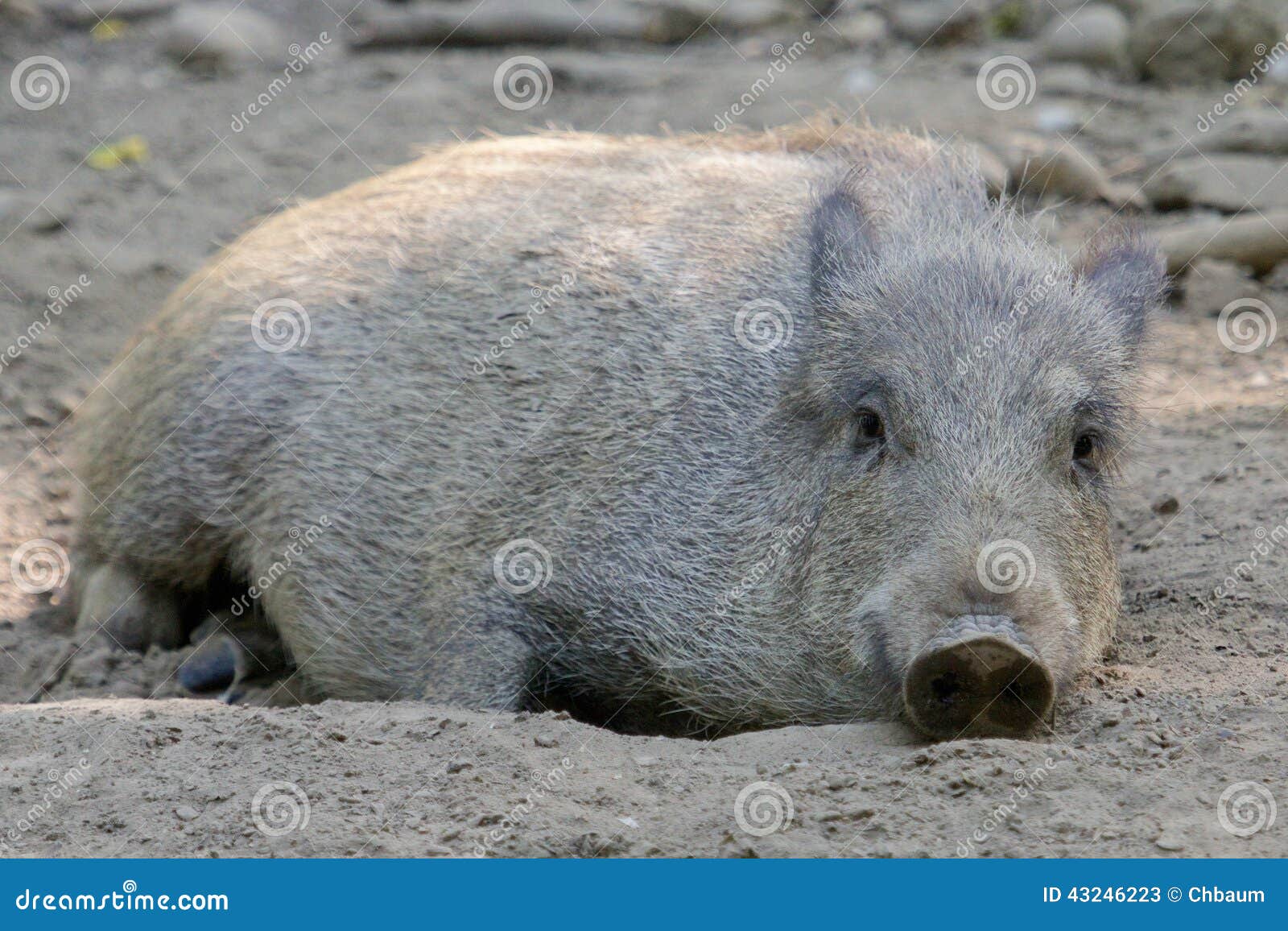 Wild Boar in the Mud stock image. Image of boar, large - 43246223