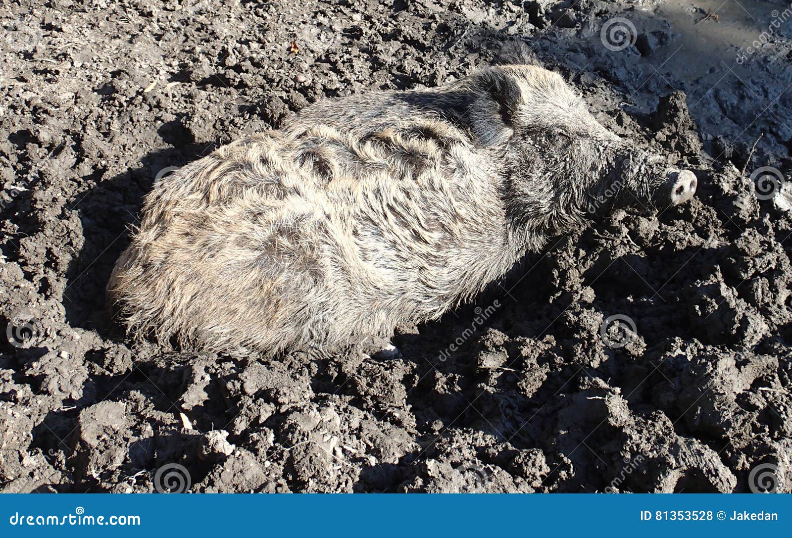 Wild boar in mud stock photo. Image of dirty, fauna, animal - 81353528