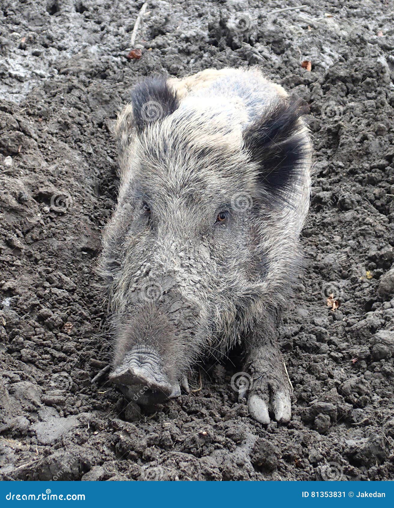 Sitting Wild Boar Stock Photos - Download 82 Royalty Free Photos
