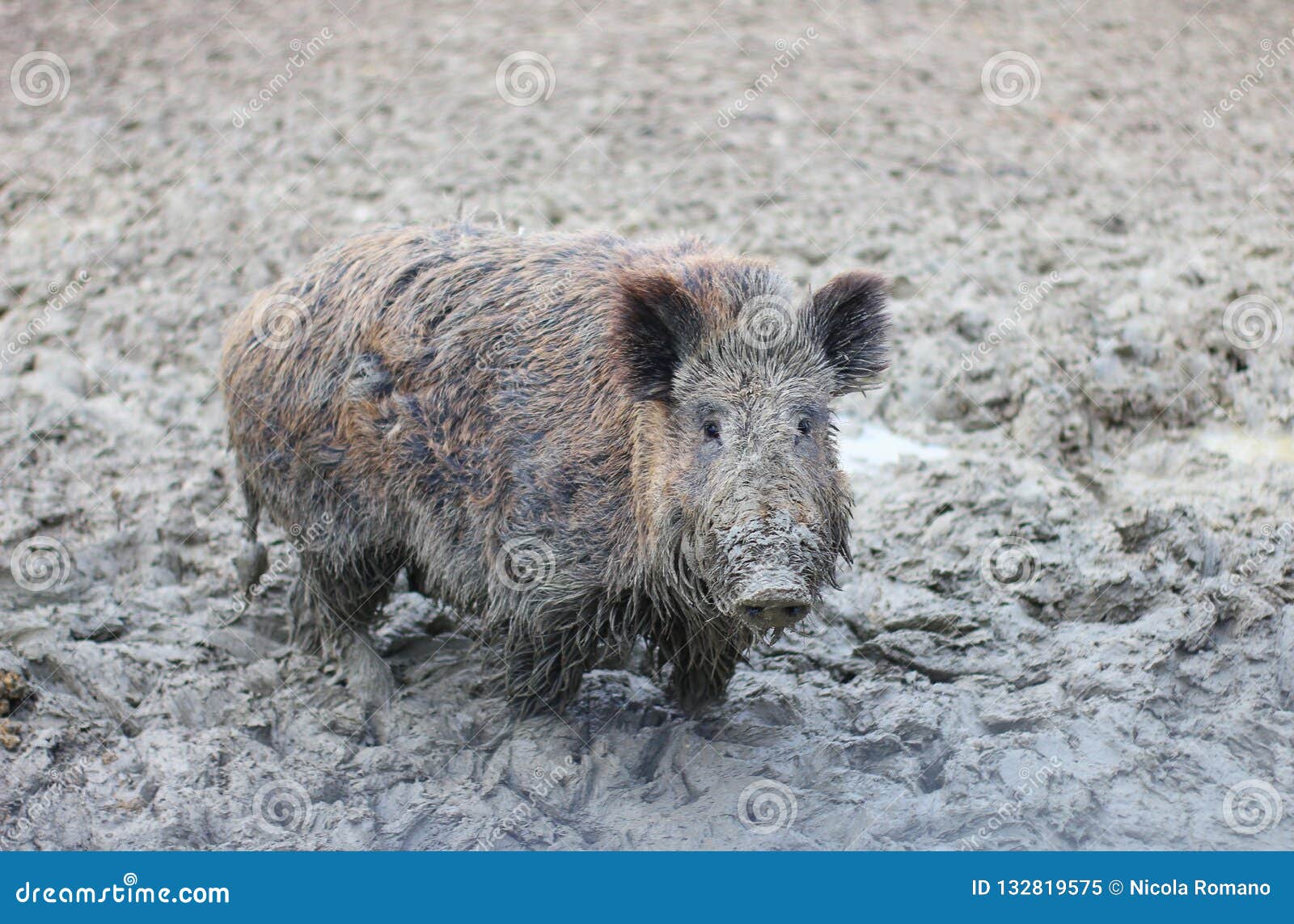 Wild boar in the mud stock image. Image of omnivore - 132819575