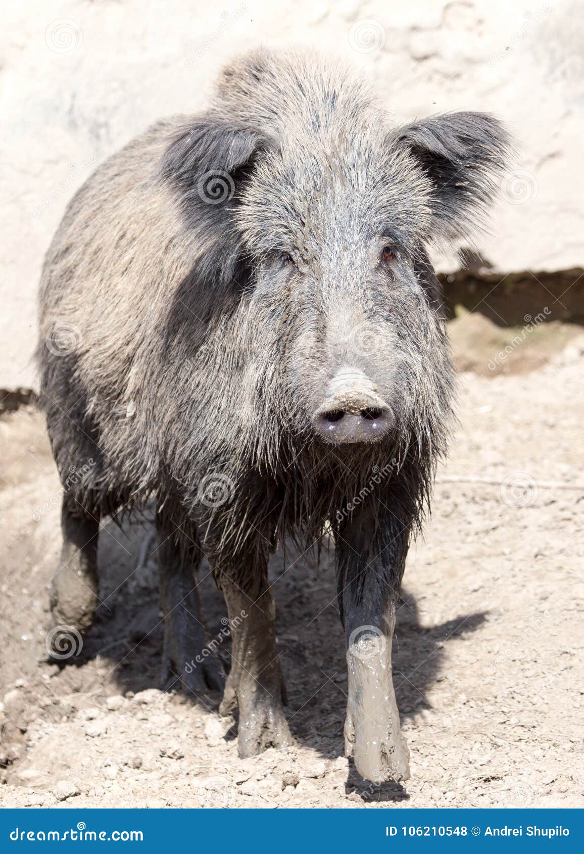Wild Boar in the Mud in the Zoo Stock Photo - Image of dirt, lying ...