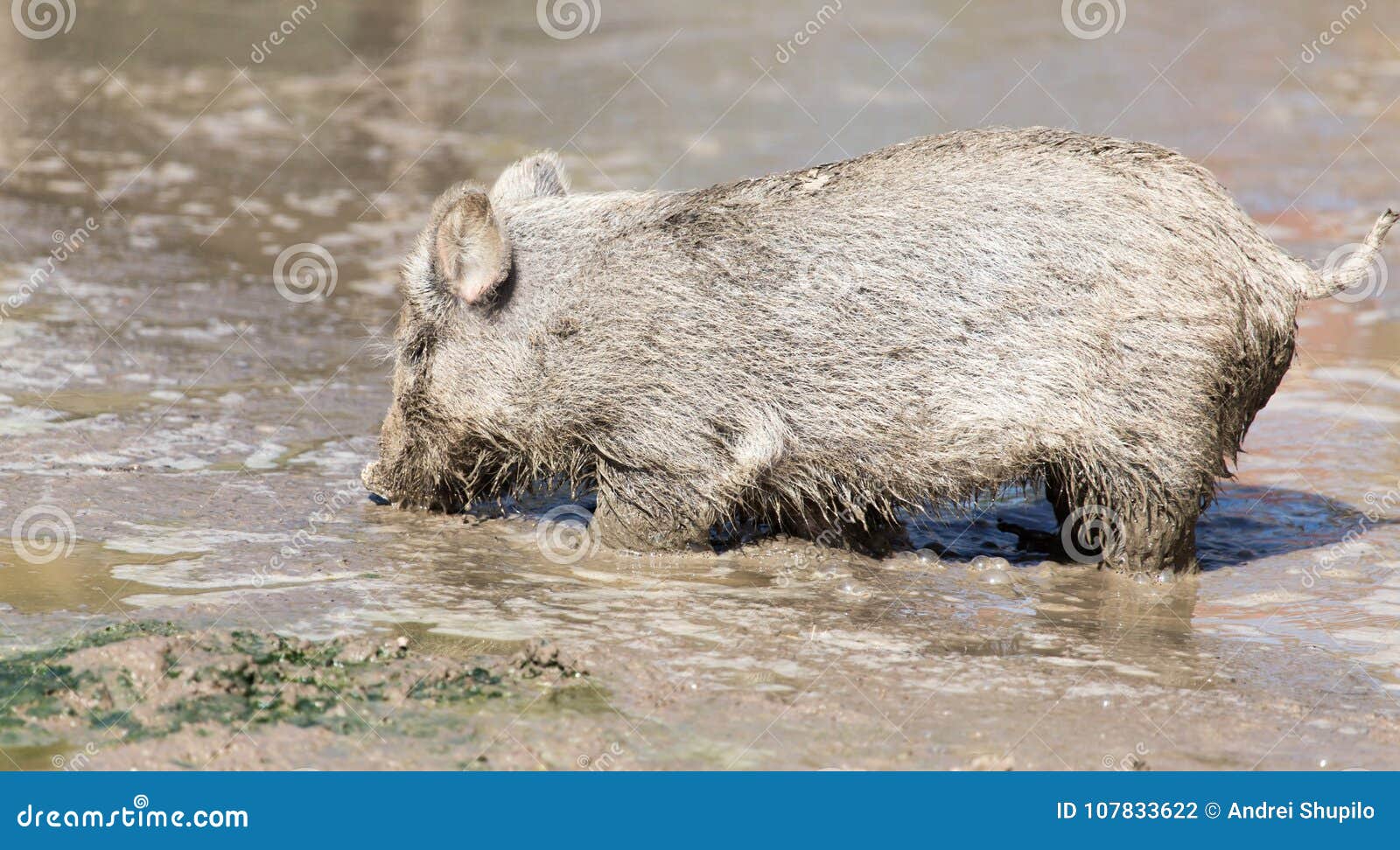 Wild Boar in the Mud in the Zoo Stock Photo - Image of mammal, relaxed ...