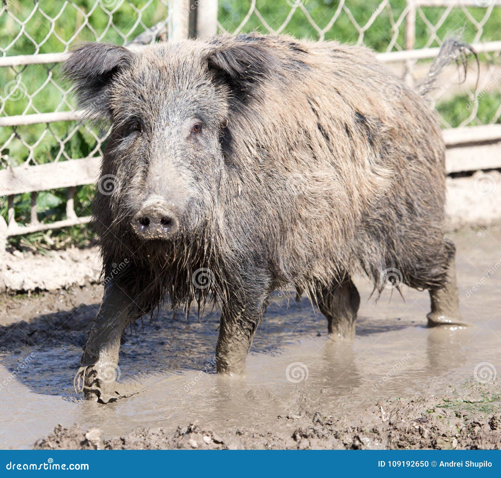 Wild Boar in the Mud in the Zoo Stock Photo - Image of meat, large ...