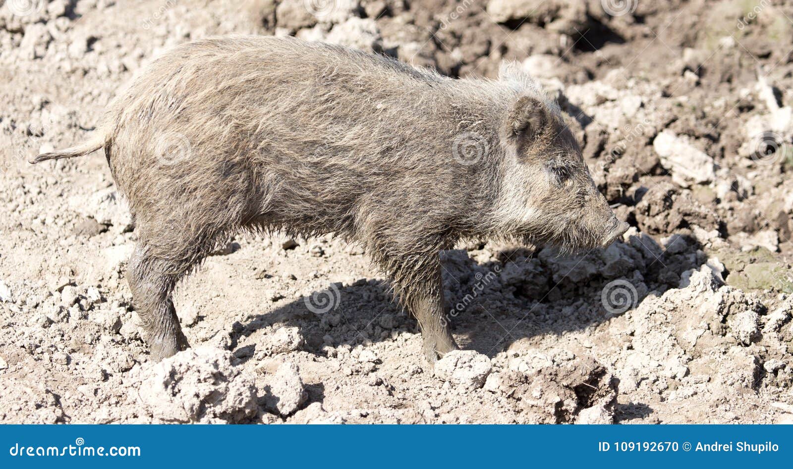 Wild Boar in the Mud in the Zoo Stock Photo - Image of dangerous ...