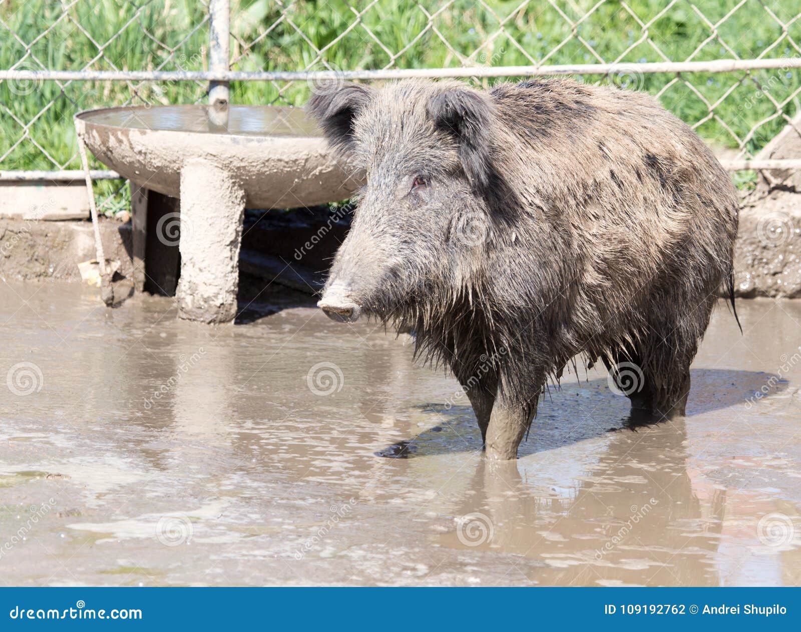 Wild Boar in the Mud in the Zoo Stock Photo - Image of comfortable ...