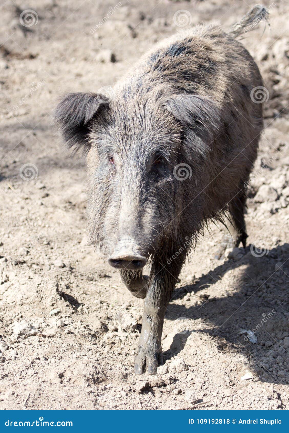 Wild Boar in the Mud in the Zoo Stock Photo - Image of pork, dirt ...