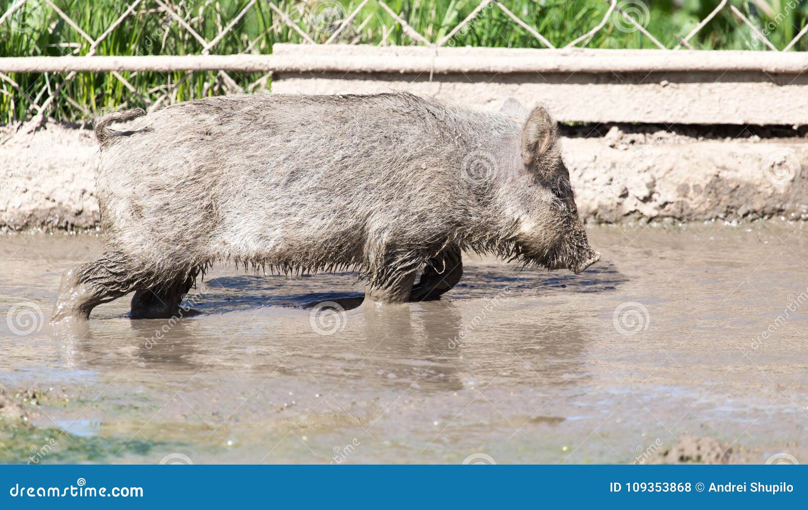 Wild Boar in the Mud in the Zoo Stock Photo - Image of forest, relaxed ...