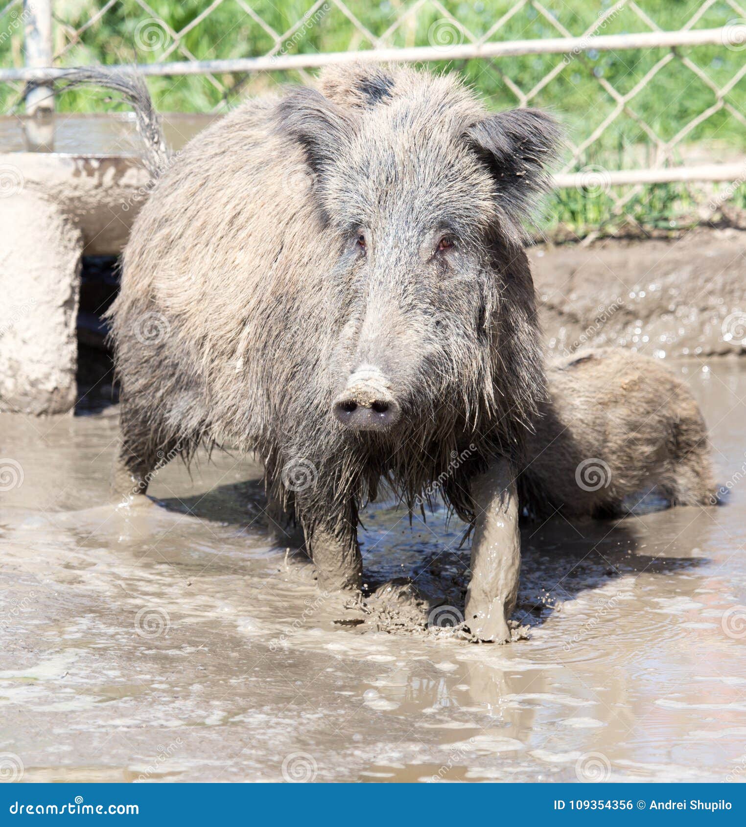 Wild Boar in the Mud in the Zoo Stock Photo - Image of forest, lying ...