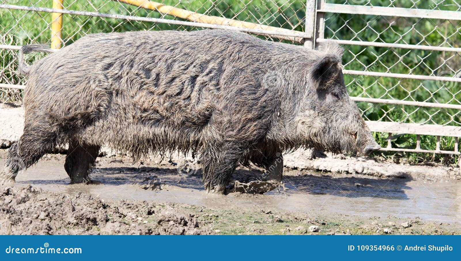 Wild Boar in the Mud in the Zoo Stock Photo - Image of large, forest ...