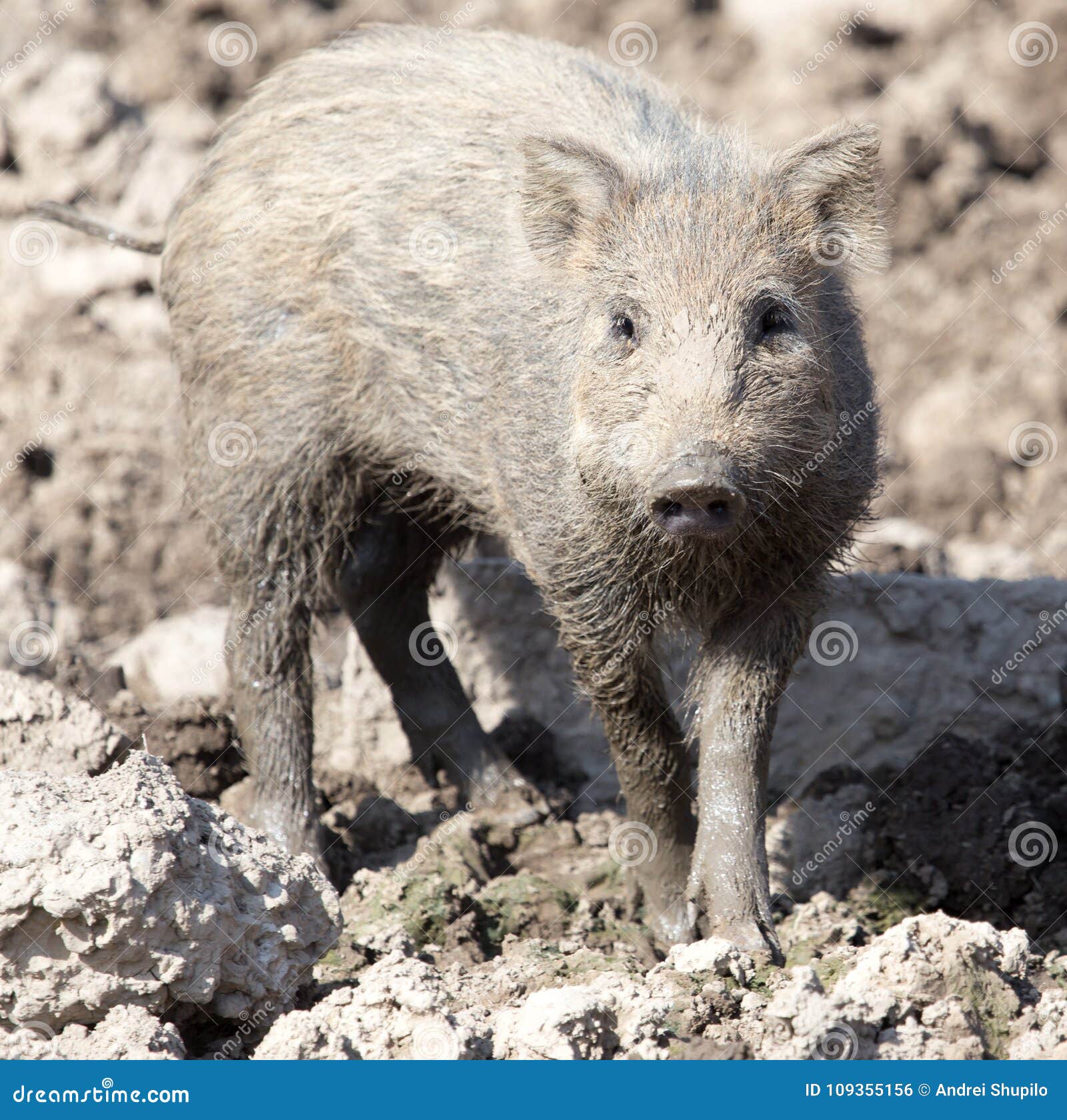 Wild Boar in the Mud in the Zoo Stock Photo - Image of hair, forest ...