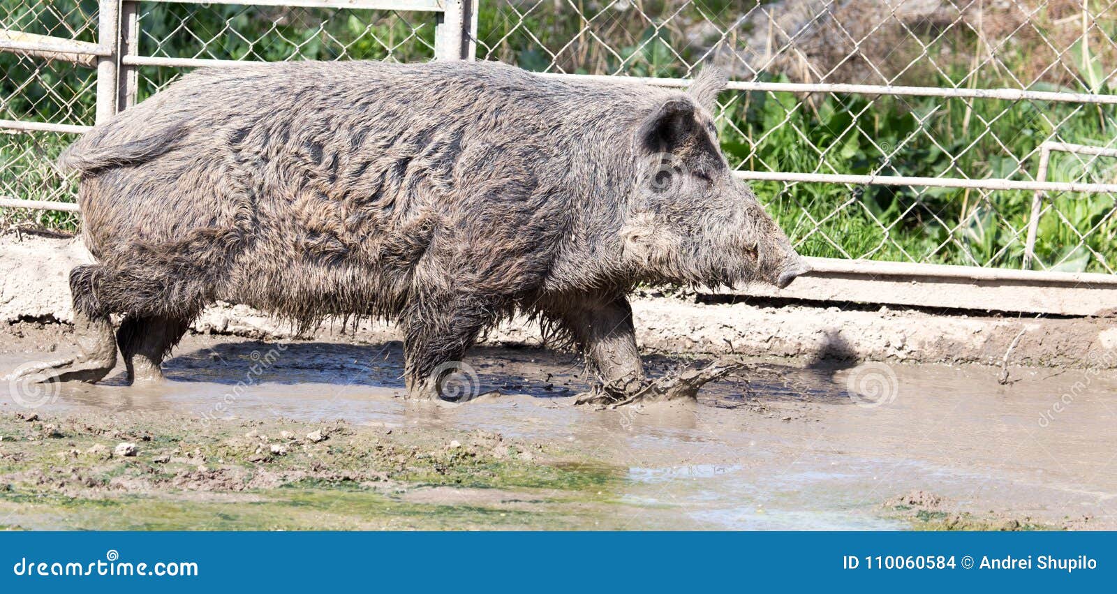 Wild Boar in the Mud in the Zoo Stock Photo - Image of forest, bacon ...