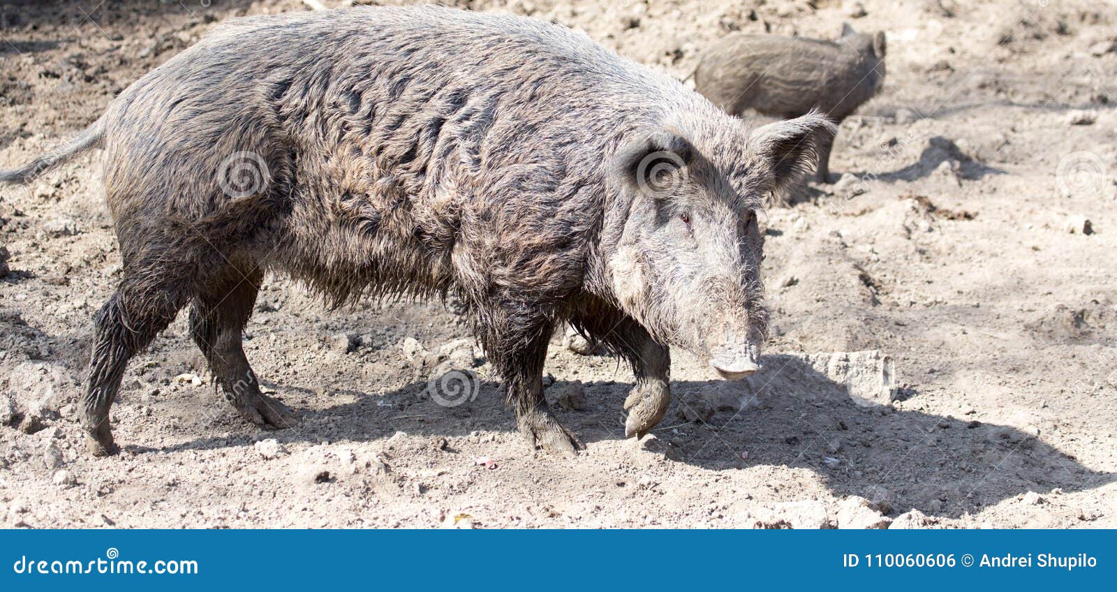 Wild Boar in the Mud in the Zoo Stock Photo - Image of resting, pork ...