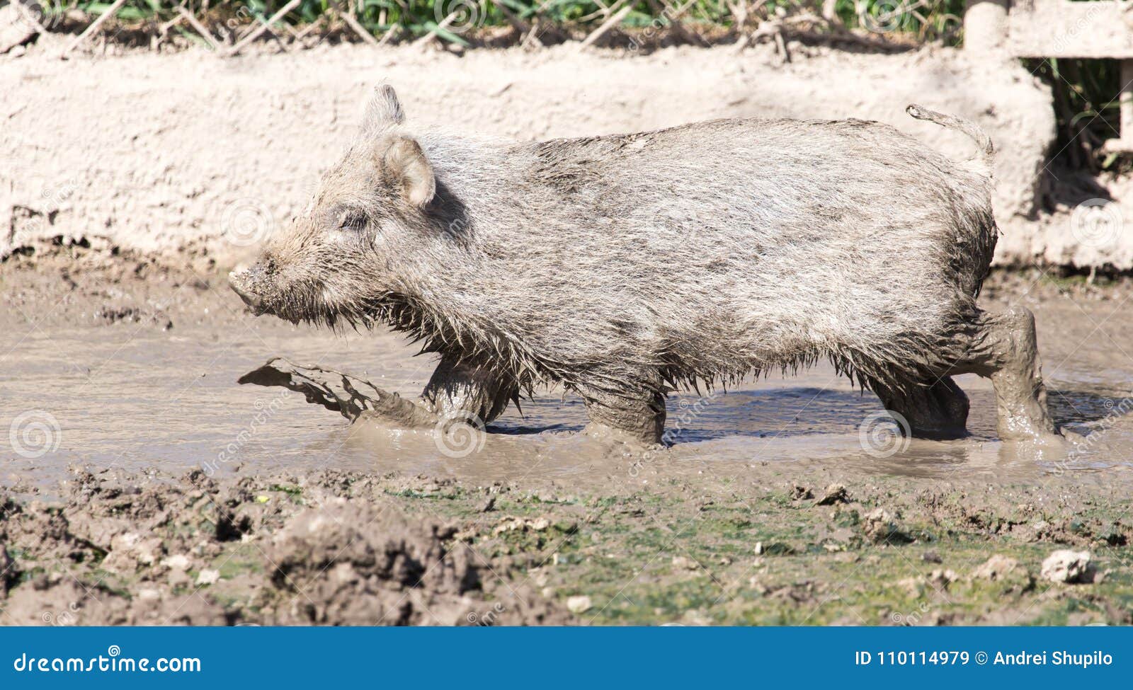 Wild Boar in the Mud in the Zoo Stock Image - Image of dangerous ...