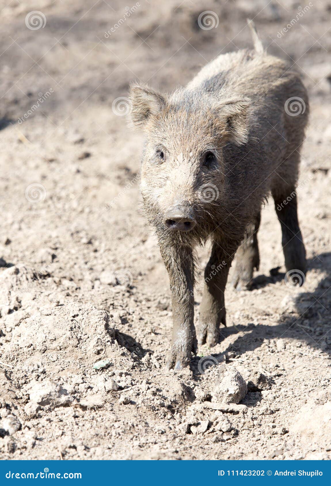 Wild Boar in the Mud in the Zoo Stock Photo - Image of comfortable ...