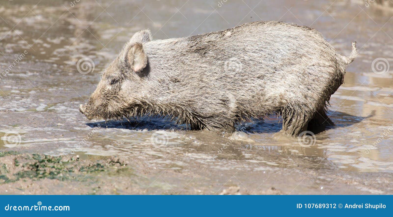 Wild Boar in the Mud in the Zoo Stock Photo - Image of omnivores ...