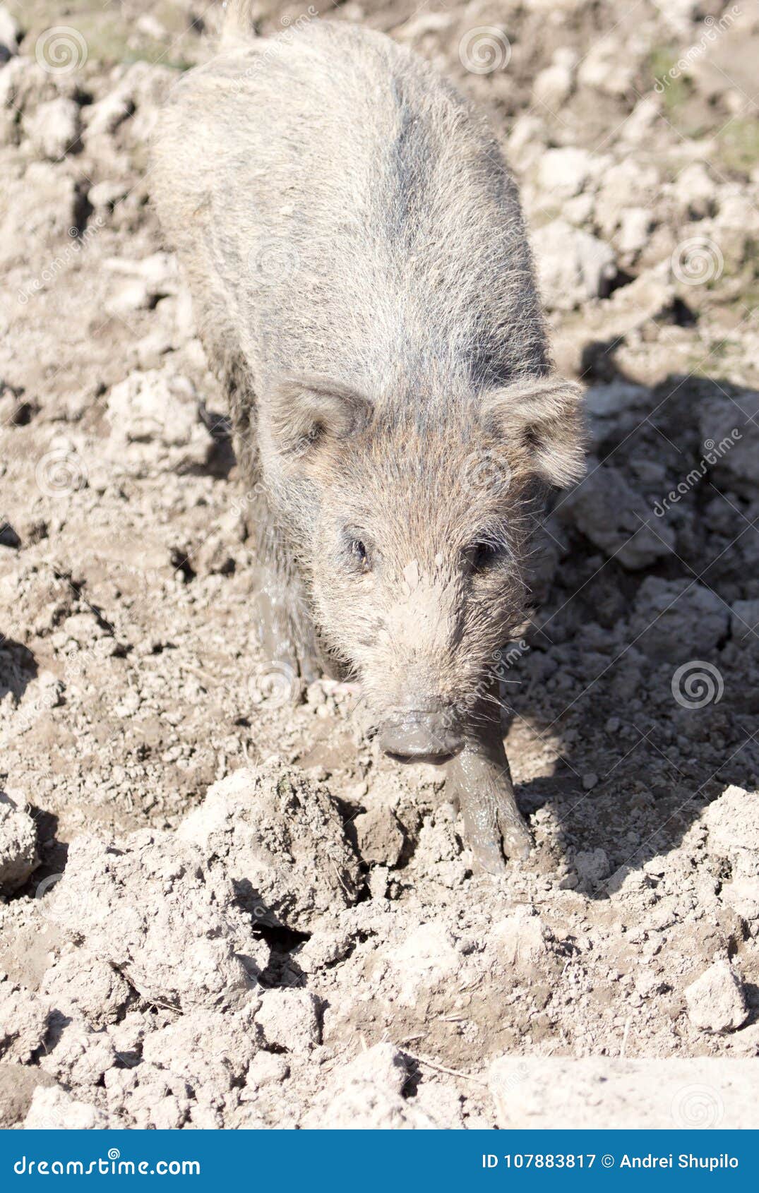 Wild Boar in the Mud in the Zoo Stock Image - Image of mammal ...