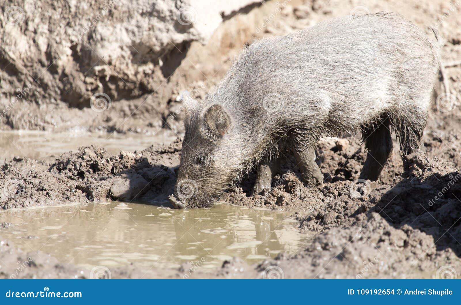 Wild Boar in the Mud in the Zoo Stock Photo - Image of omnivores ...