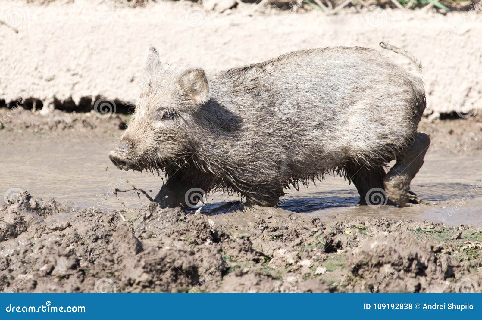 Wild Boar in the Mud in the Zoo Stock Photo - Image of peaceful, hair ...